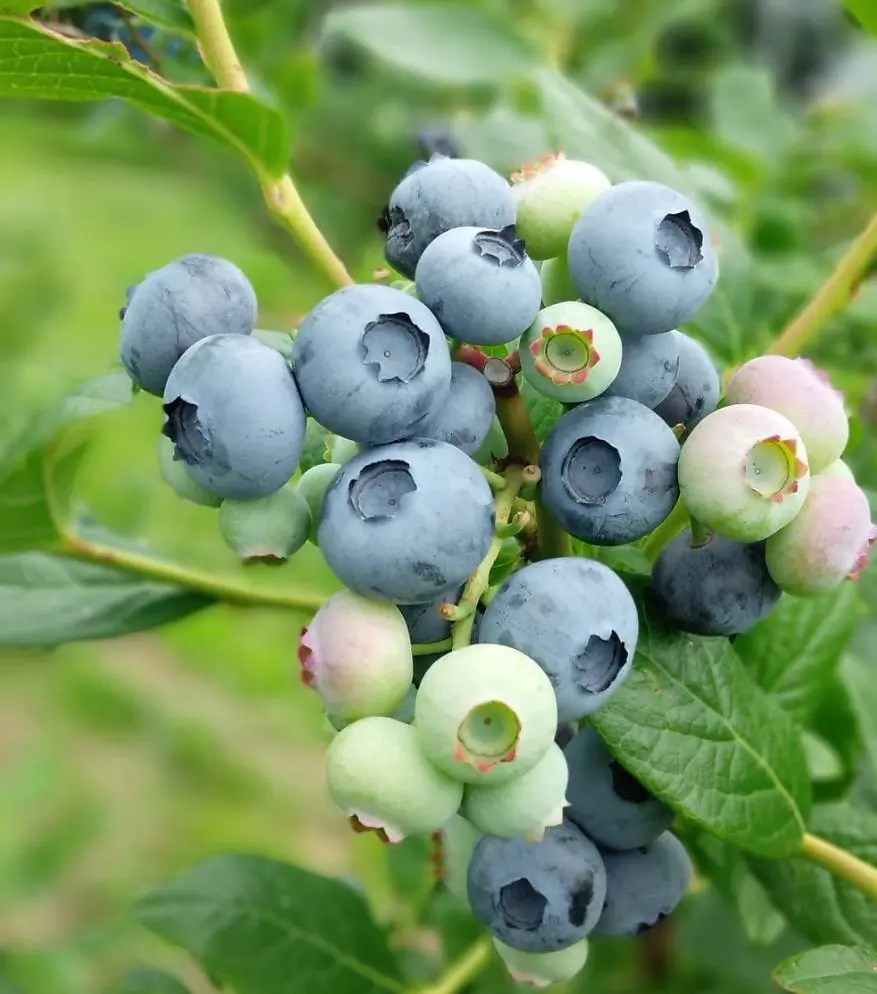 Cota Cafe（コタカフェ）｜しゅうブルーベリー園 - Cota Cafe（コタカフェ）｜しゅうブルーベリー園